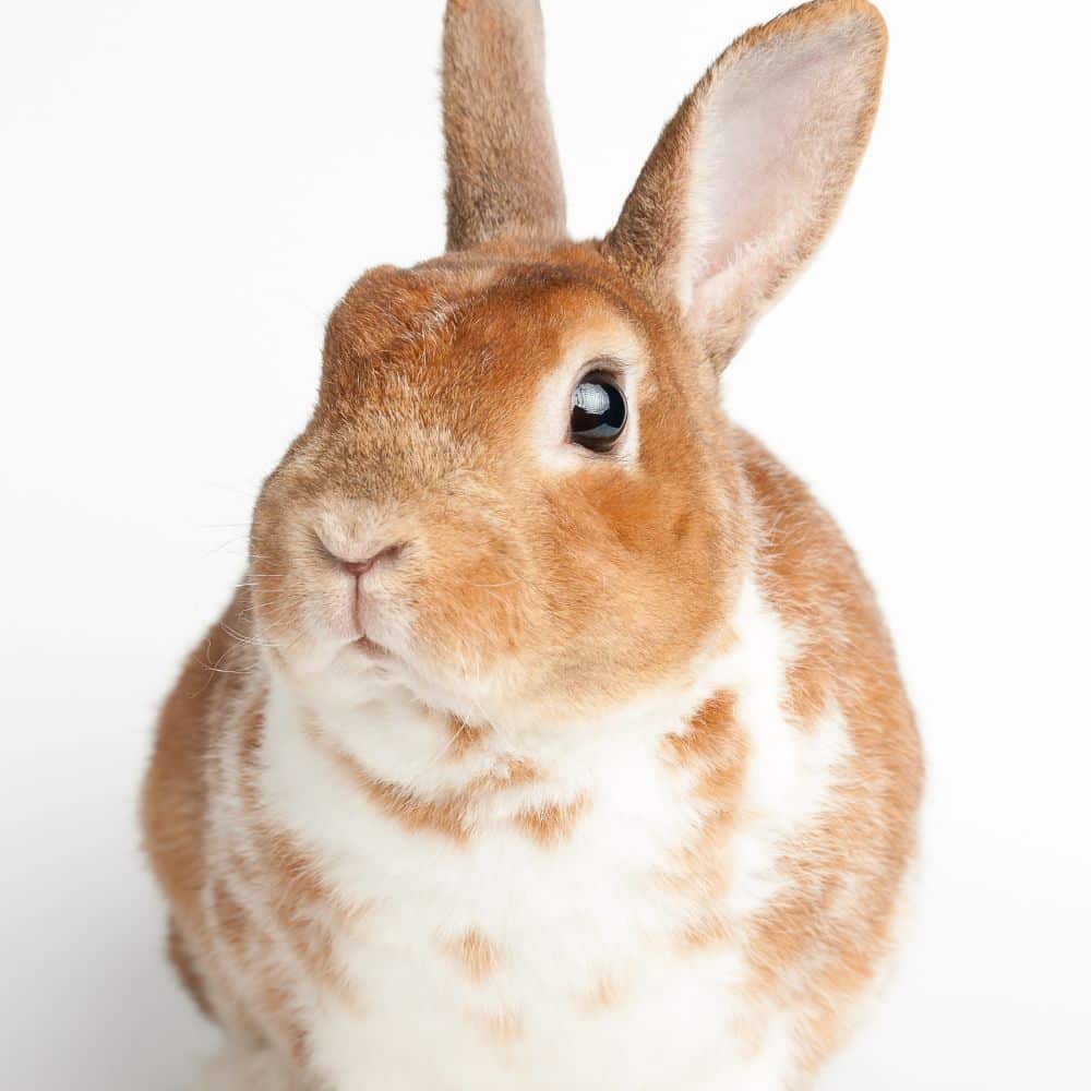 Rabbit Breeds by Size: Small, Medium, Large & Giant Guide | FluffPost