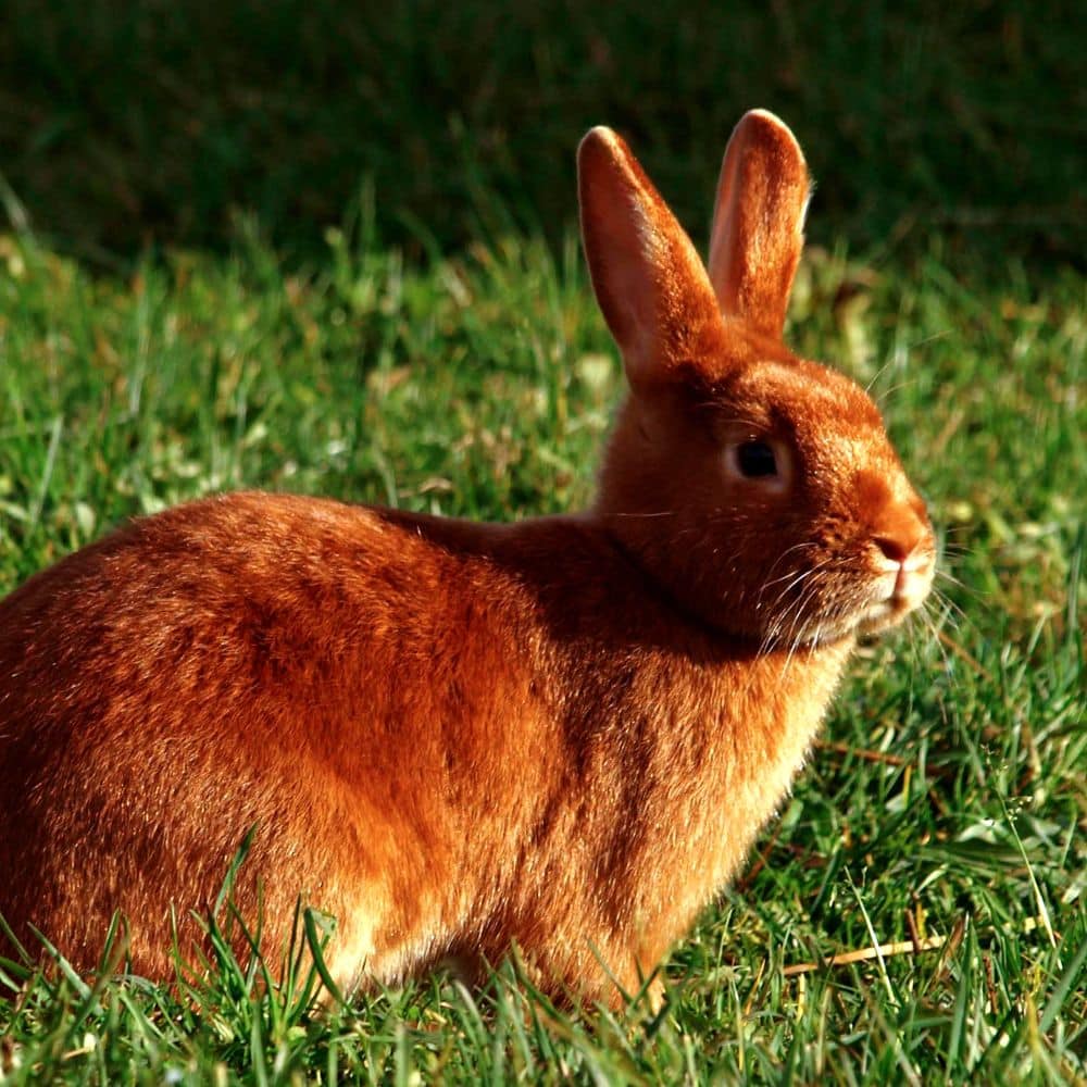 Rabbit Breeds by Size: Small, Medium, Large & Giant Guide | FluffPost