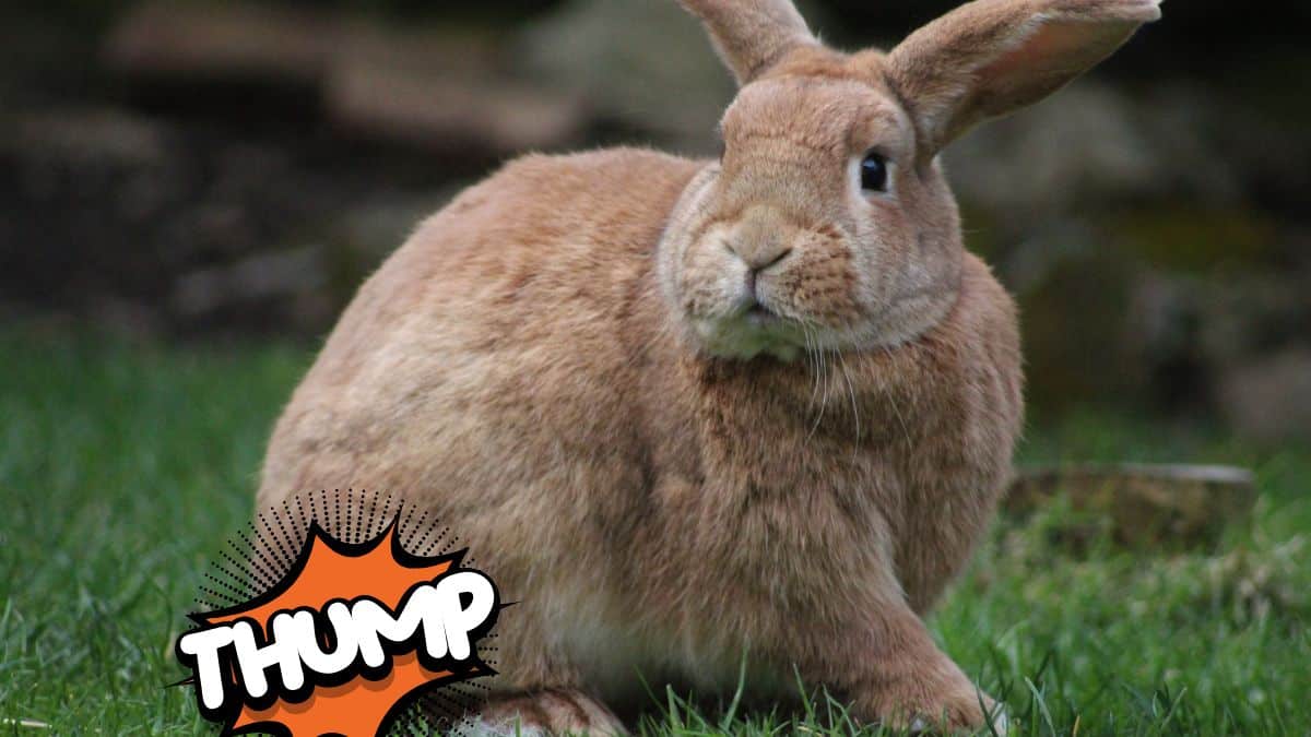 Why Is My Rabbit Thumping? What It Really Means | FluffPost