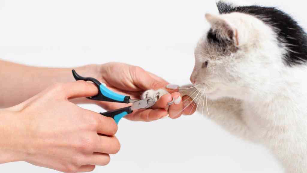 Should You Trim Your Cat’s Claws? A Full UK Guide | FluffPost