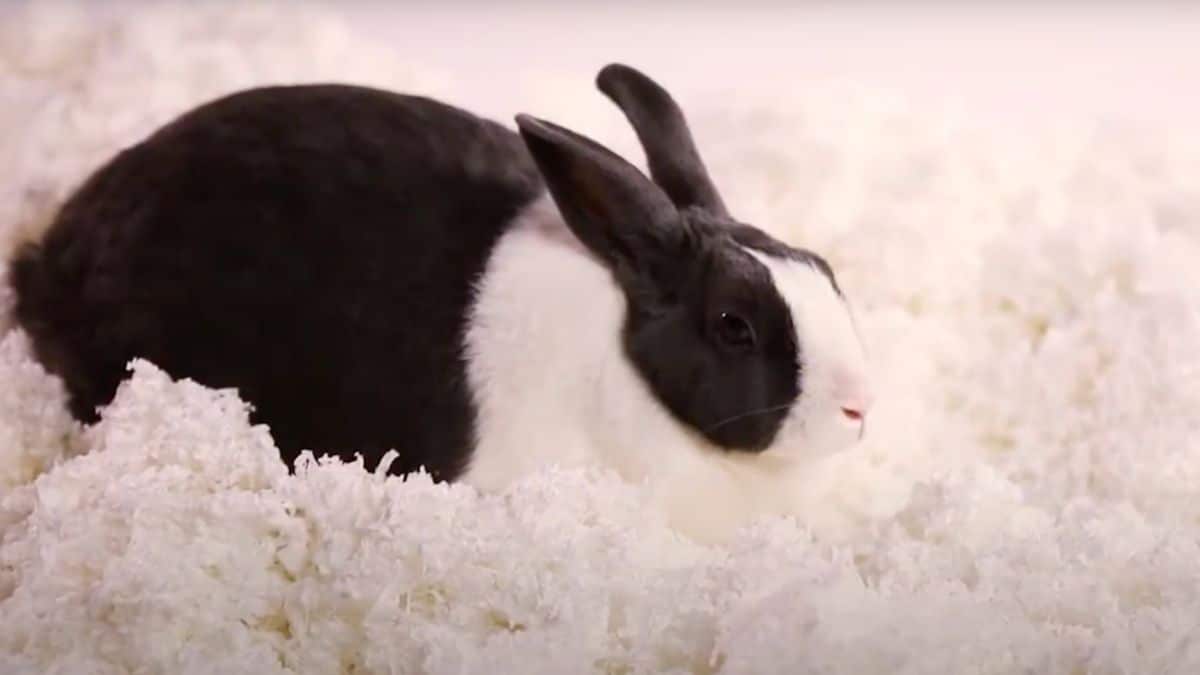 Best Bedding for Rabbits: Safe, Cosy & Easy-to-Clean Options | FluffPost