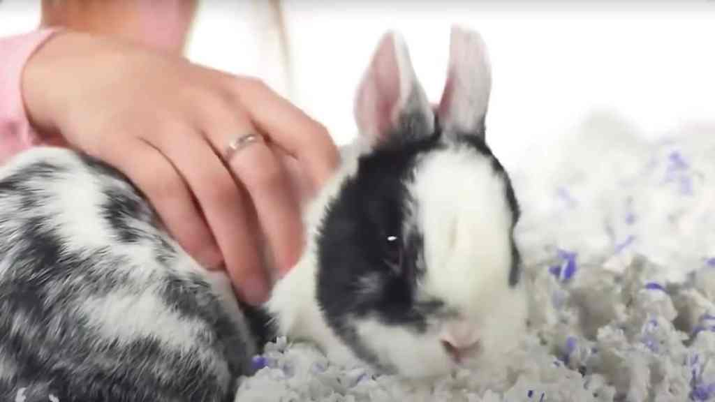 Best Bedding for Rabbits: Safe, Cosy & Easy-to-Clean Options | FluffPost