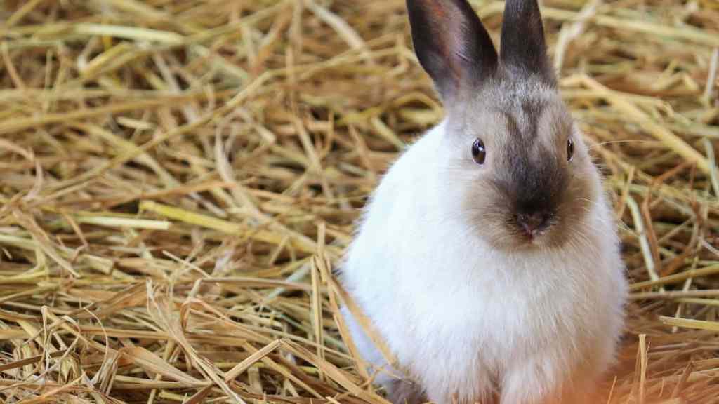 Best Bedding for Rabbits: Safe, Cosy & Easy-to-Clean Options | FluffPost