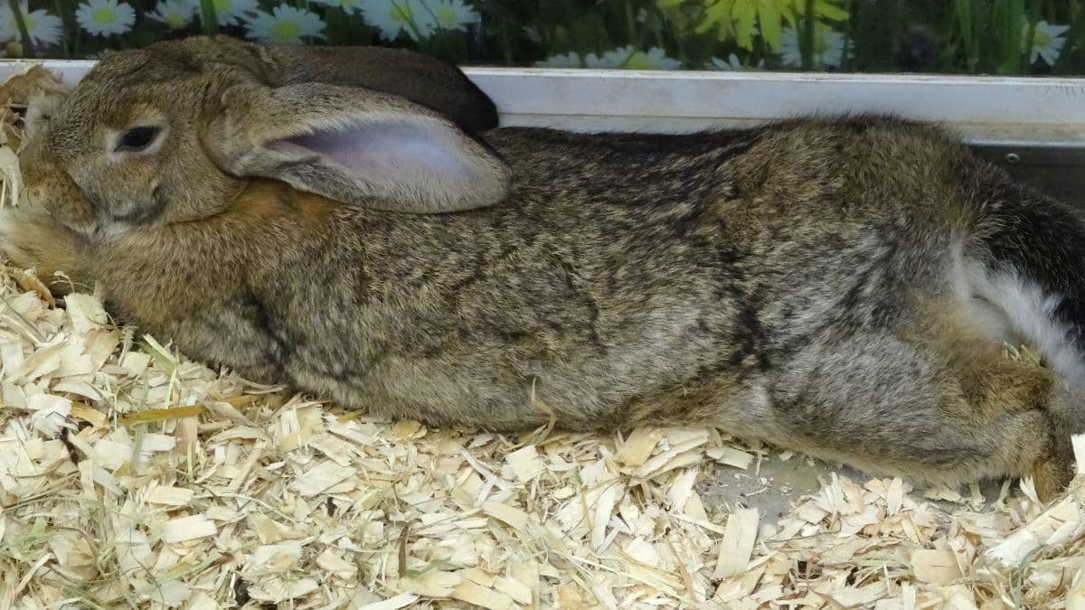 Best Bedding for Rabbits: Safe, Cosy & Easy-to-Clean Options | FluffPost