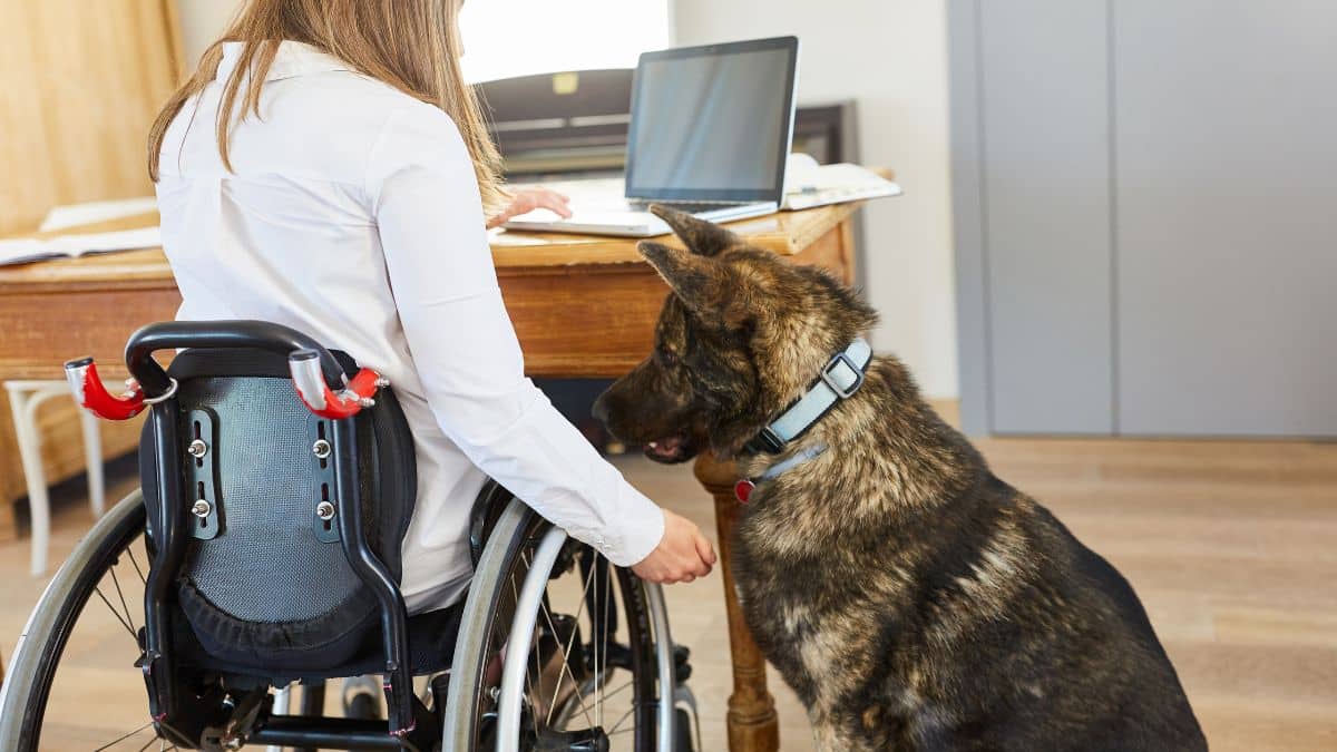 10 Incredible Types of Working Dogs and What They Do | FluffPost