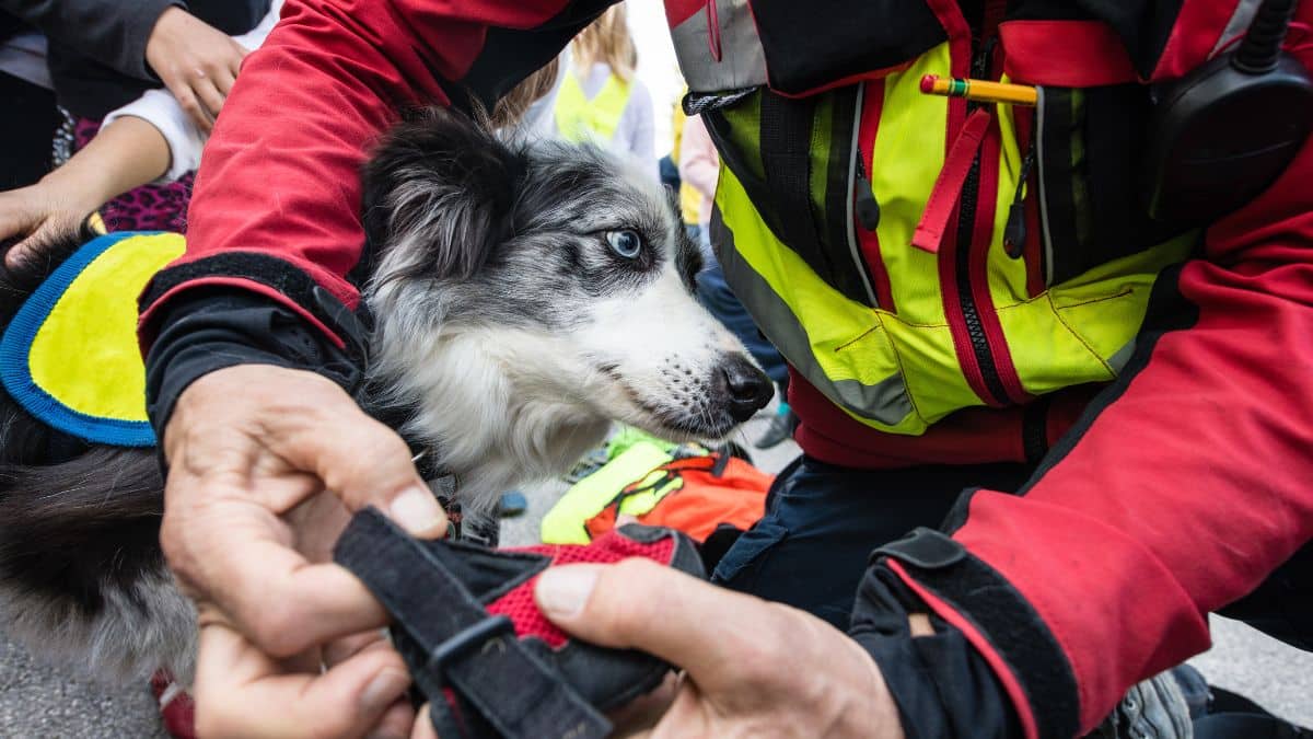 10 Incredible Types of Working Dogs and What They Do | FluffPost
