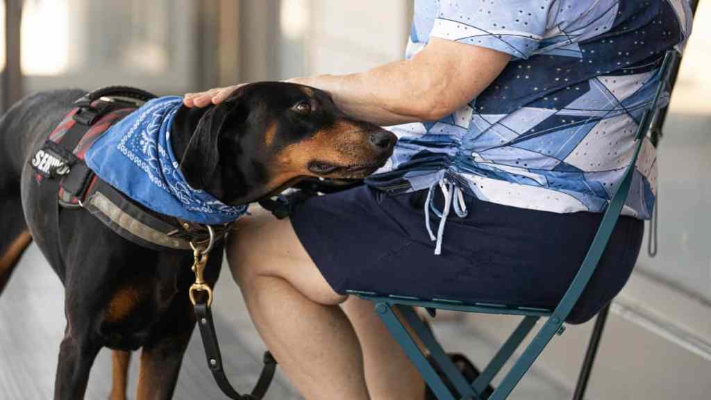 10 Incredible Types of Working Dogs and What They Do | FluffPost