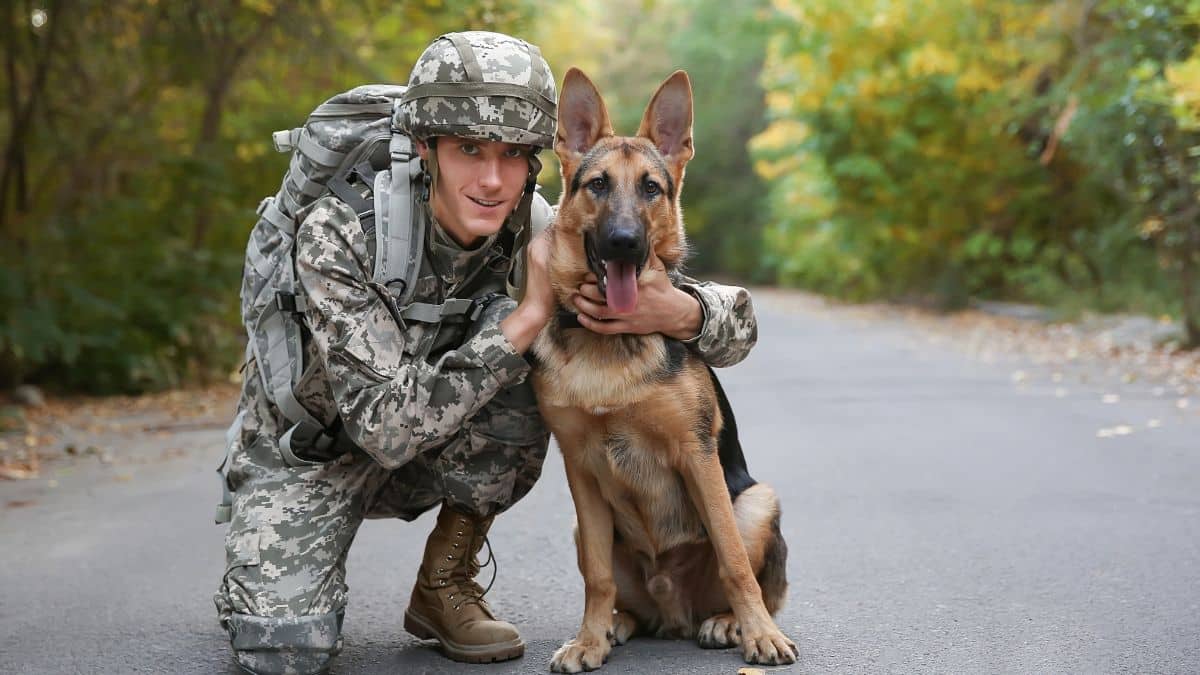 10 Incredible Types of Working Dogs and What They Do | FluffPost