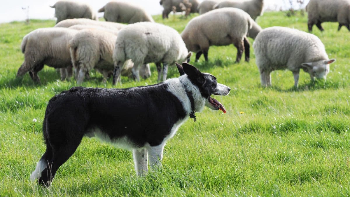 10 Incredible Types of Working Dogs and What They Do | FluffPost