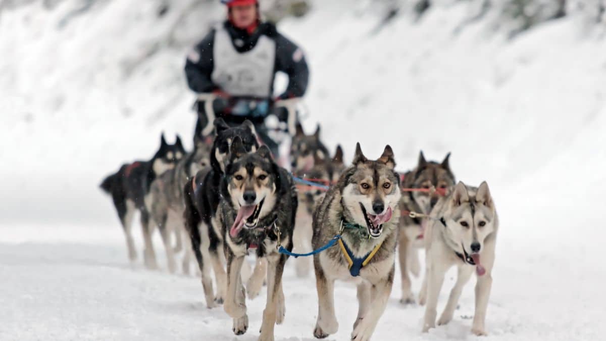 10 Incredible Types of Working Dogs and What They Do | FluffPost
