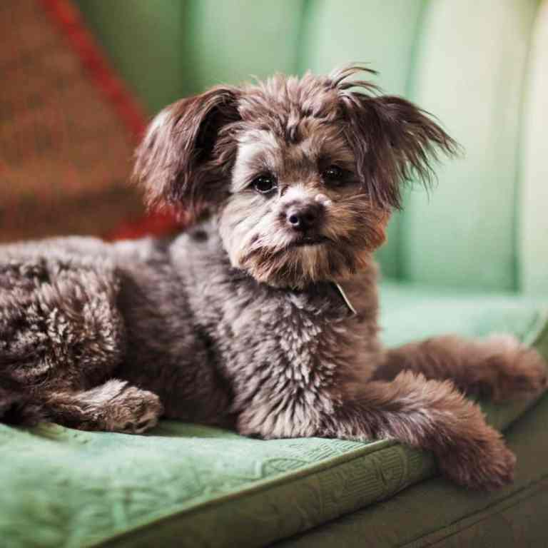 Doodle Dog Breeds: Size, Coat, Temperament & Best Fit | FluffPost
