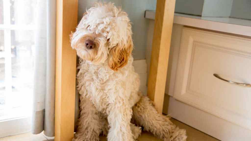 Cockapoo Pros and Cons: Is This the Right Dog for You? | FluffPost