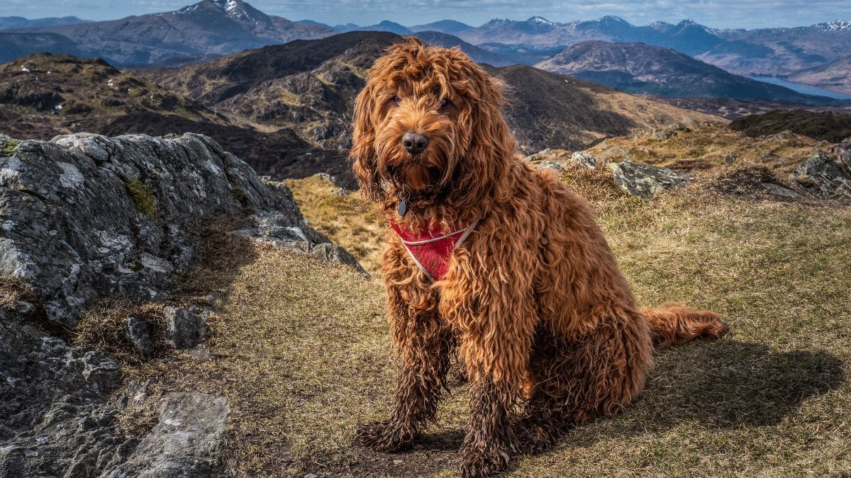 Cockapoo Pros and Cons: Is This the Right Dog for You? | FluffPost