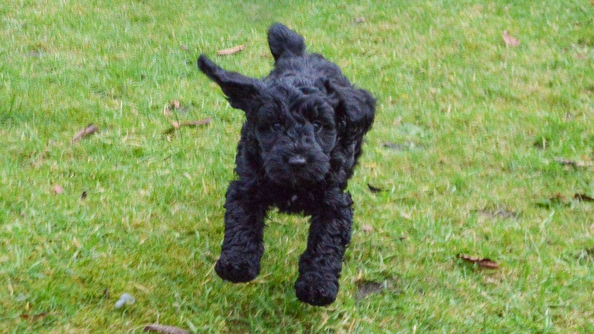 How Big Do Cockapoos Get? Size & Growth Guide by Type | FluffPost