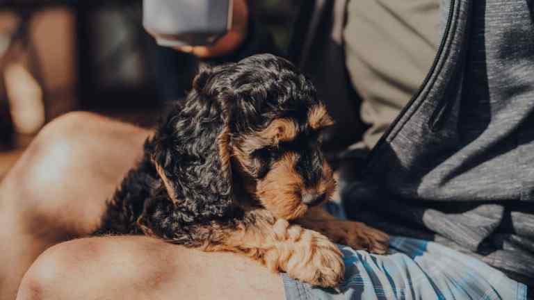 How Big Do Cockapoos Get? Size & Growth Guide by Type | FluffPost