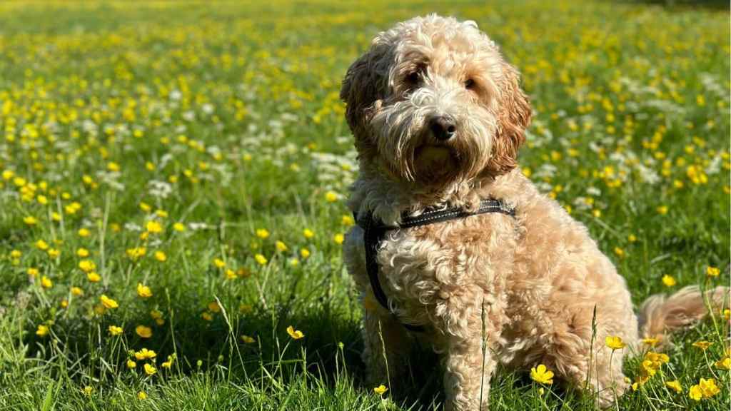 How Big Do Cockapoos Get? Size & Growth Guide by Type | FluffPost