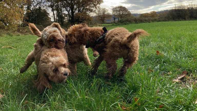 How Big Do Cockapoos Get? Size & Growth Guide by Type | FluffPost