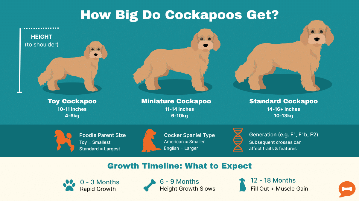 How Big Do Cockapoos Get? Size & Growth Guide by Type | FluffPost
