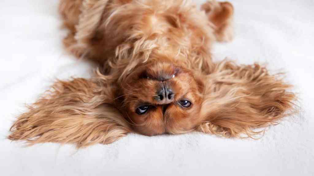 Cockapoo Pros and Cons: Is This the Right Dog for You? | FluffPost